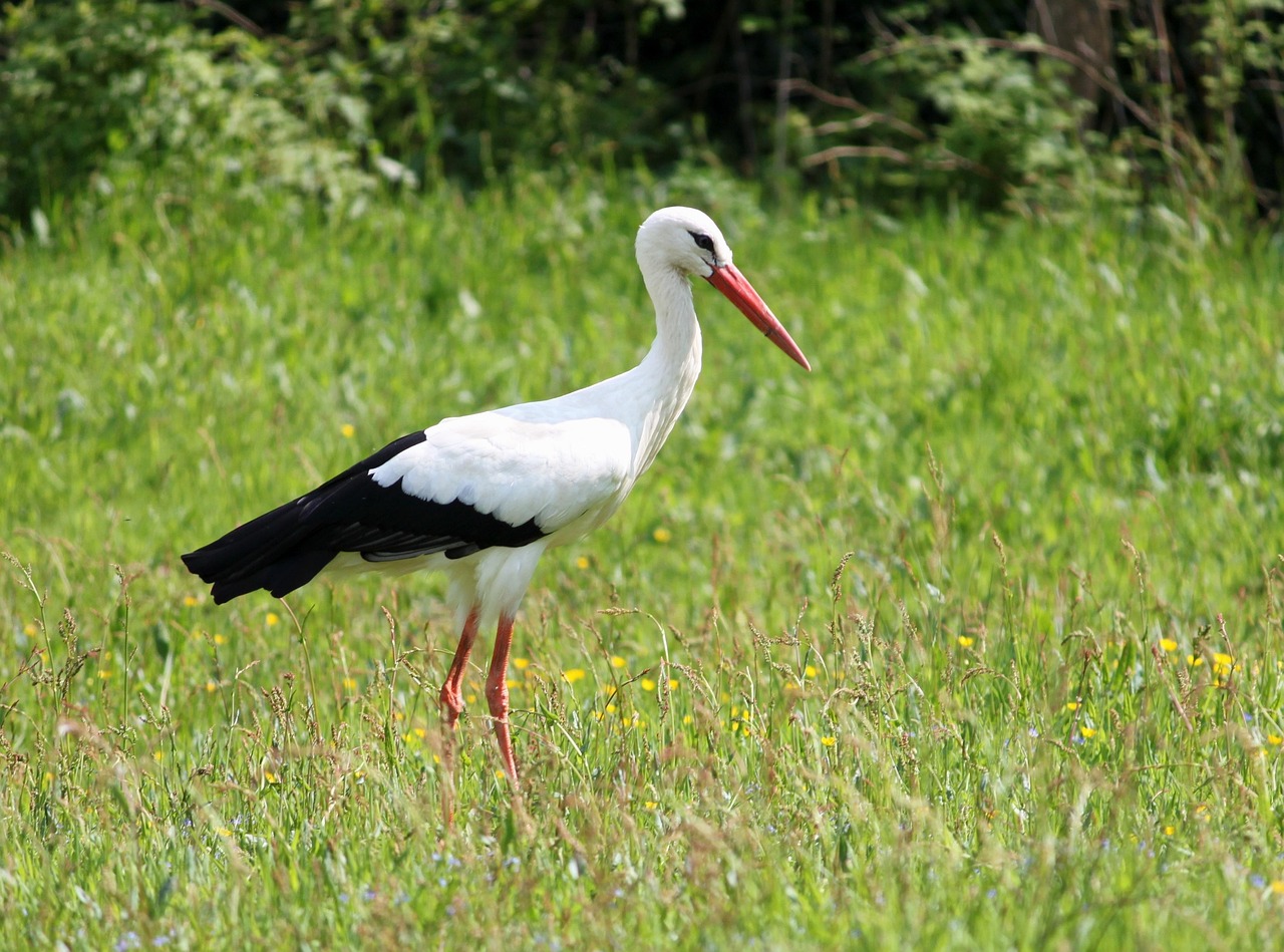 Stork Adebable Meadow White - Free photo on Pixabay