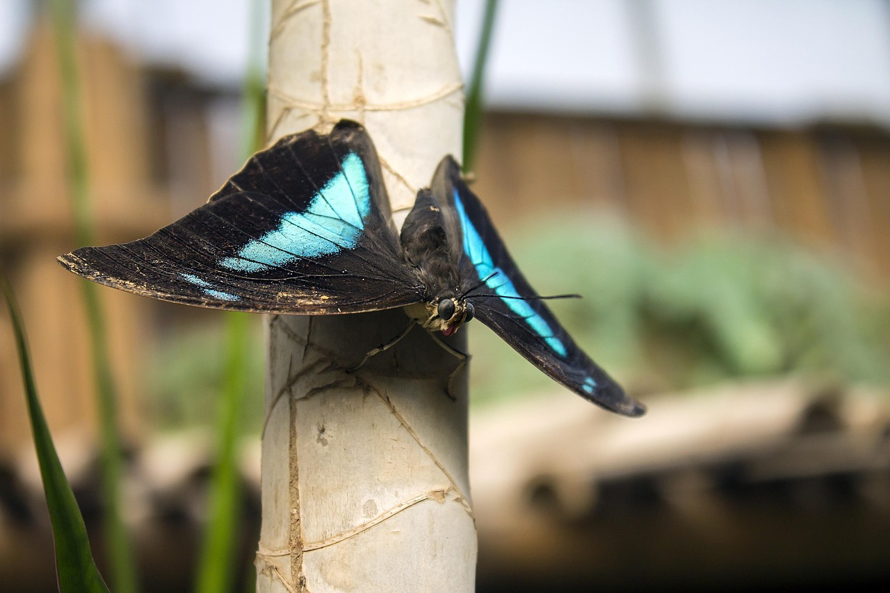 Butterfly Bug Blue - Free photo on Pixabay - Pixabay