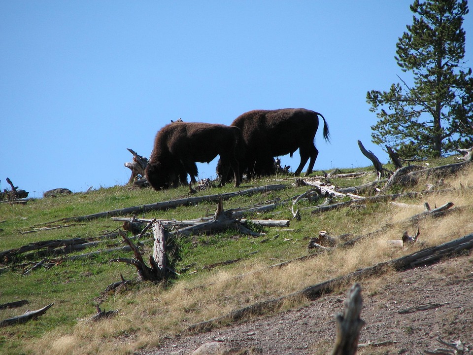 Buffalo Wild Animal - Free photo on Pixabay - Pixabay