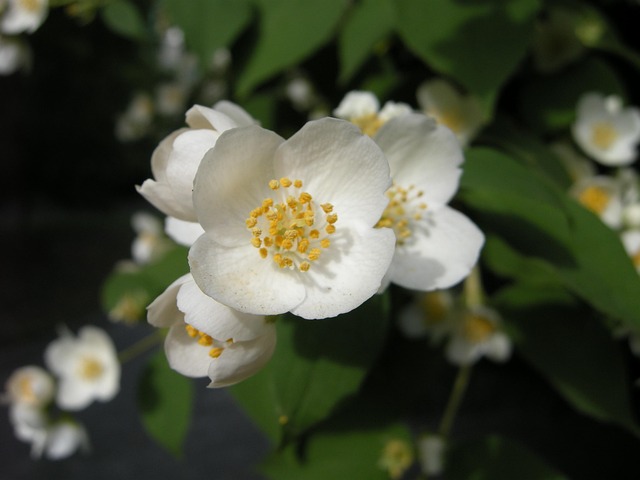 Fleurs Blanches Nature - Photo gratuite sur Pixabay - Pixabay