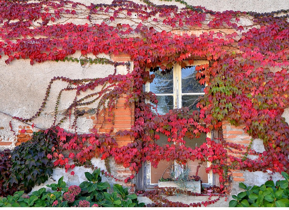 Window Virginia Creeper - Free photo on Pixabay - Pixabay