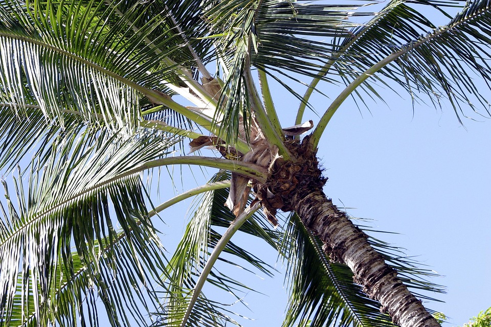 Coconut Tree Hawaii - Free photo on Pixabay - Pixabay