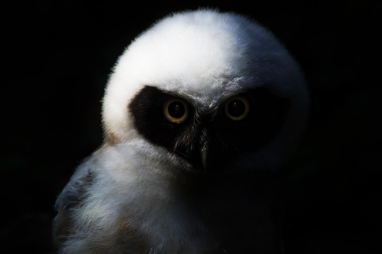 200+ Free Snowy Owl & Owl Images - Pixabay