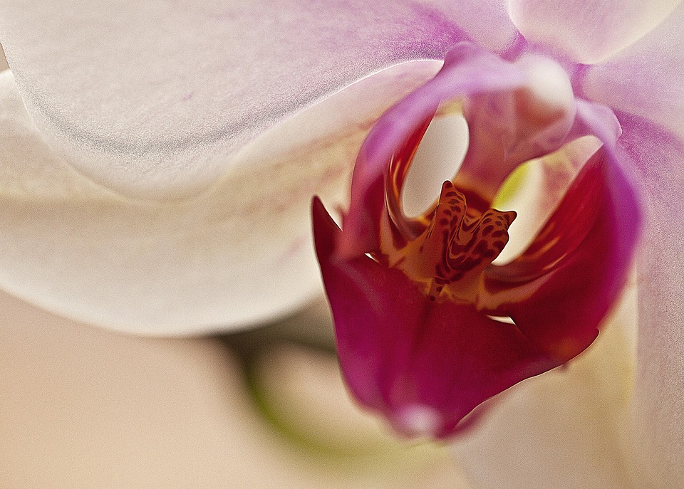 Orchid Orchis Flower - Free photo on Pixabay