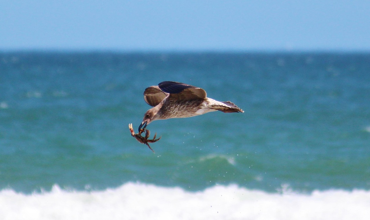 800+ Free Sea Crab & Crab Photos - Pixabay