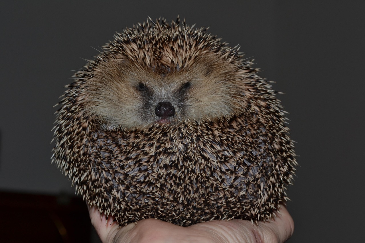 Egel Huisdier Schattig Huisdier Egel Eten Kakkerlak Zittend Op De Egel Huisdier Schattig Huisdier Egel Eten Kakkerlak Zittend Op De