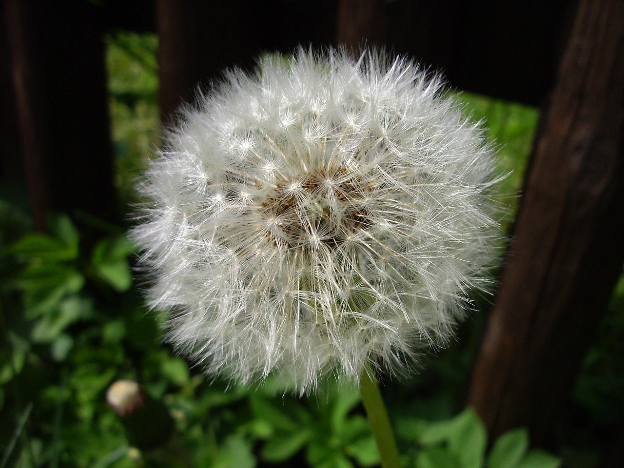 Löwenzahn Blume Pflanze - Kostenloses Foto auf Pixabay - Pixabay