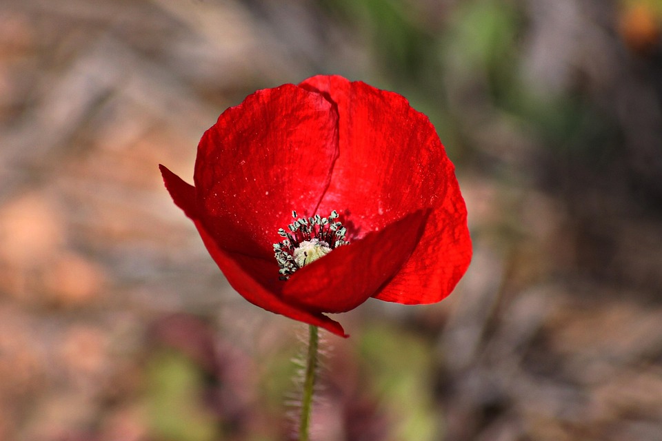 Winter poppies - craibas.al.gov.br