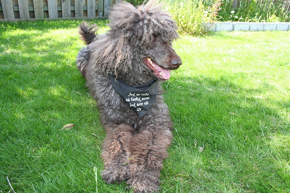 Big Poodle Dog - Free photo on Pixabay - Pixabay