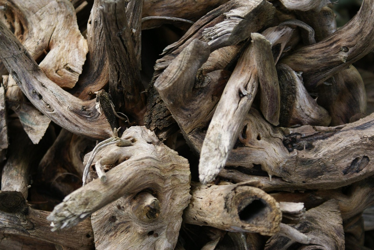 Madera Naturaleza Ramas De Otoño - Foto gratis en Pixabay - Pixabay
