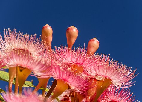 70+ Free Eucalyptus Flowers & Eucalyptus Photos - Pixabay