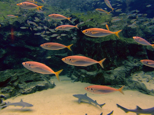 Unterwasser Fische Wasser - Kostenloses Foto auf Pixabay