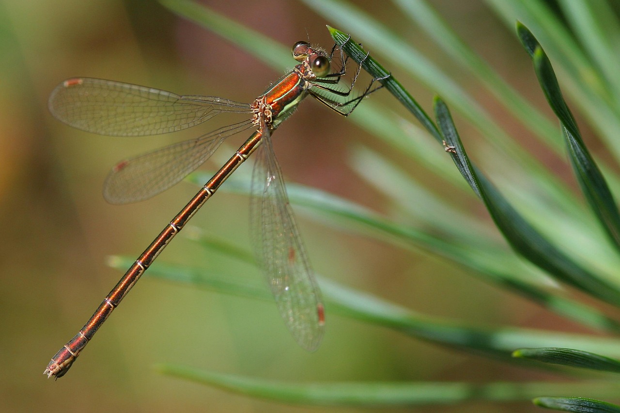 Dragonfly Forest - Free photo on Pixabay