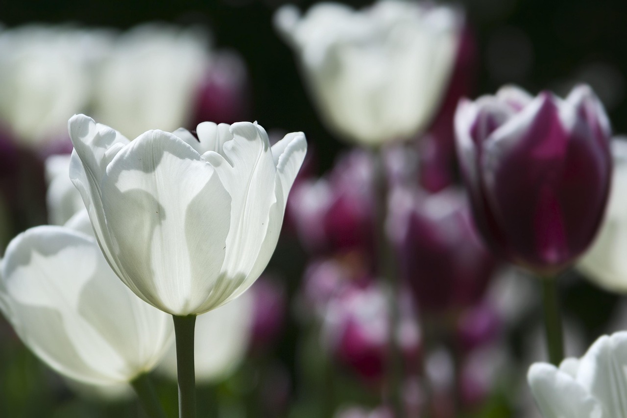 Fleurs Blanc La Nature Le - Photo gratuite sur Pixabay - Pixabay