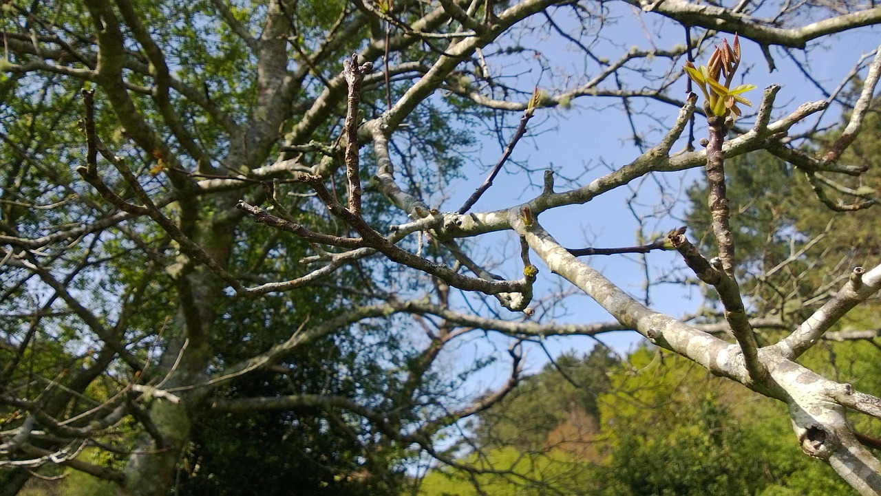 Branches Tree Trees - Free photo on Pixabay - Pixabay