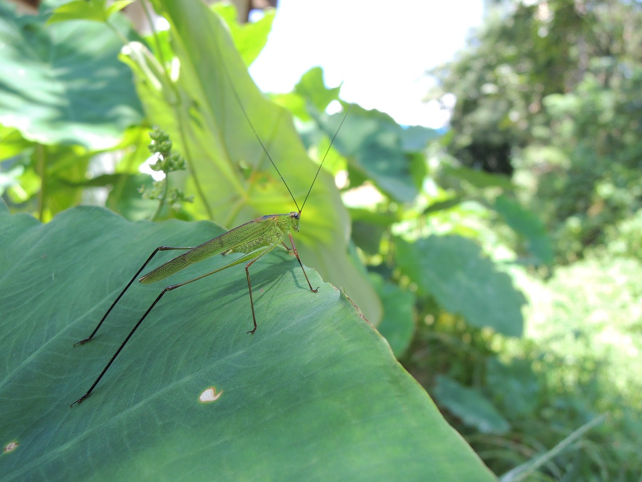 Girl Grasshopper Taro - Free photo on Pixabay - Pixabay