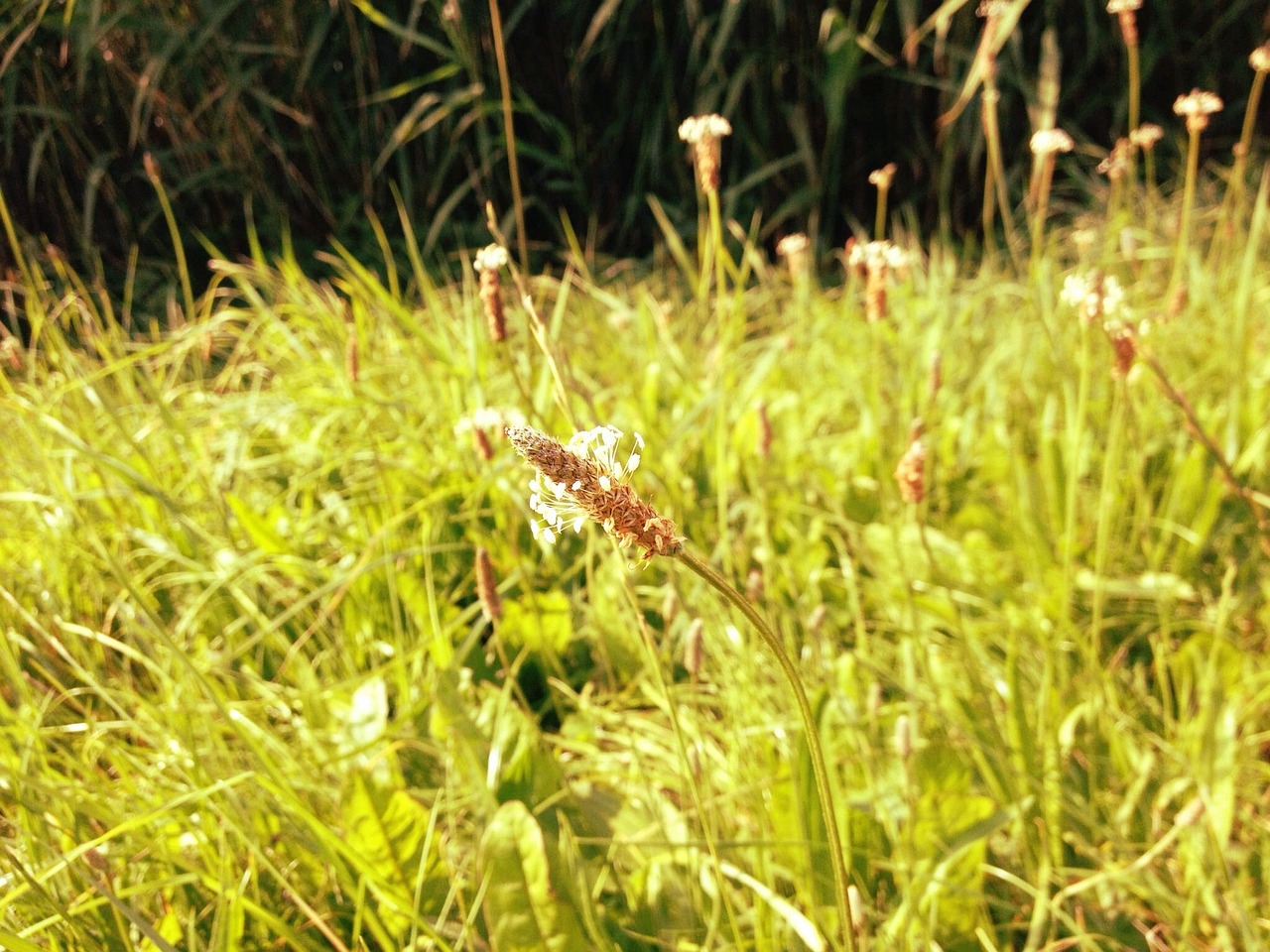 Banane Plantain Prairie Fleur - Photo gratuite sur Pixabay - Pixabay