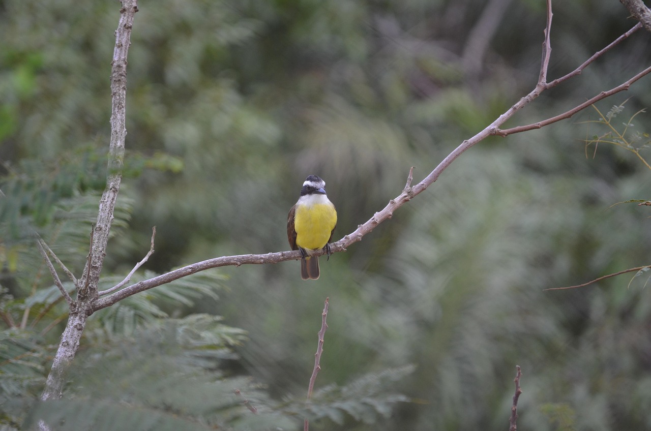 Pájaro Naturaleza Aves Tropicales - Foto gratis en Pixabay - Pixabay