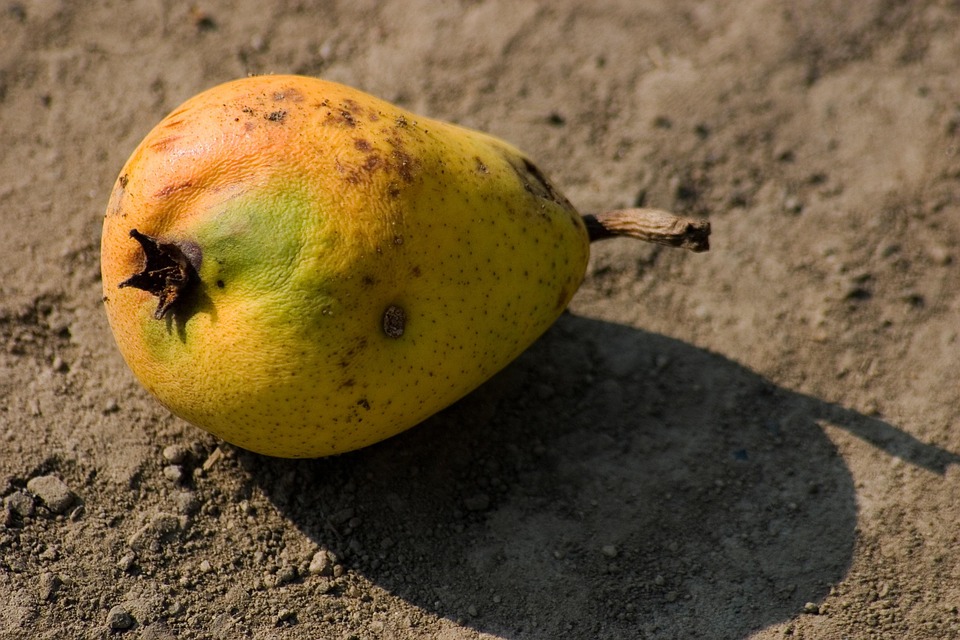 Pera Fruta Macro - Foto gratis en Pixabay - Pixabay