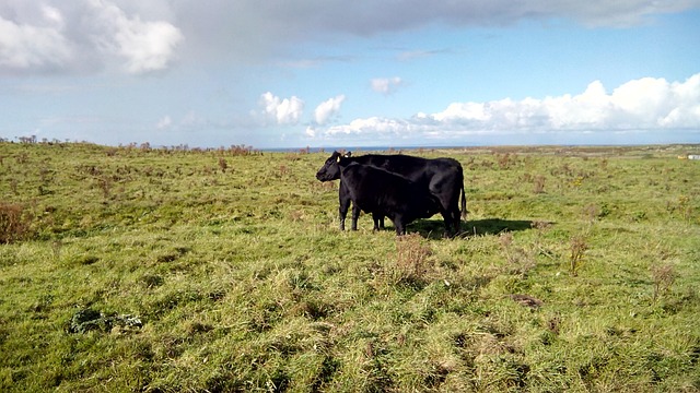 Ireland Cow - Free photo on Pixabay - Pixabay