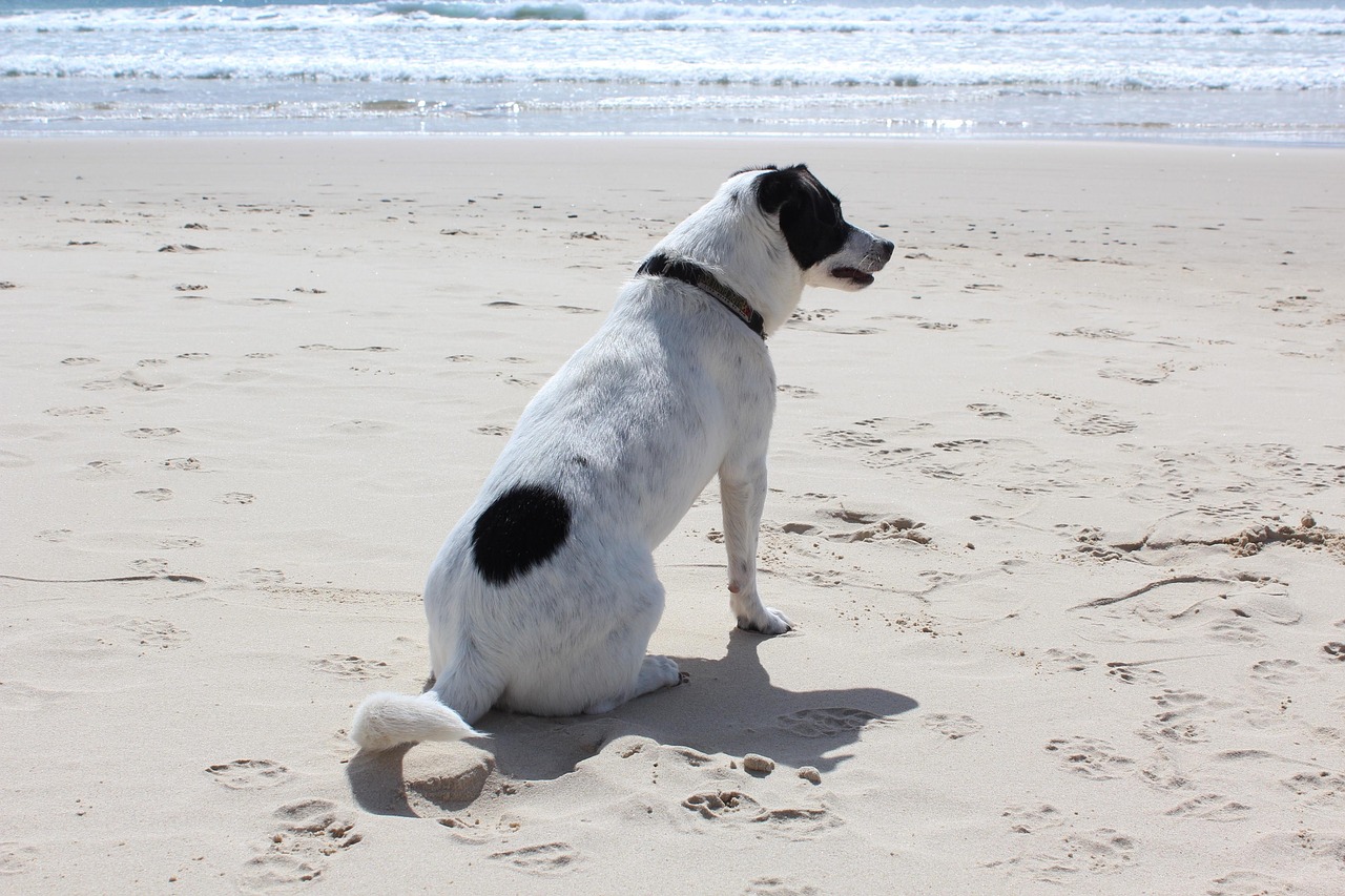 Cachorro Praia Sol Bicho De - Foto gratuita no Pixabay - Pixabay