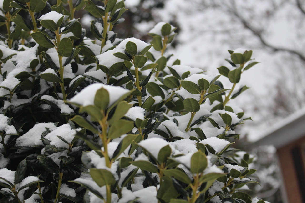 Neve Em Arbustos - Foto gratuita no Pixabay - Pixabay