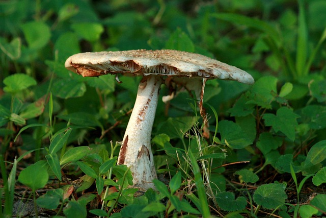 Hongo Hongos Seta Venenosa - Foto gratis en Pixabay - Pixabay