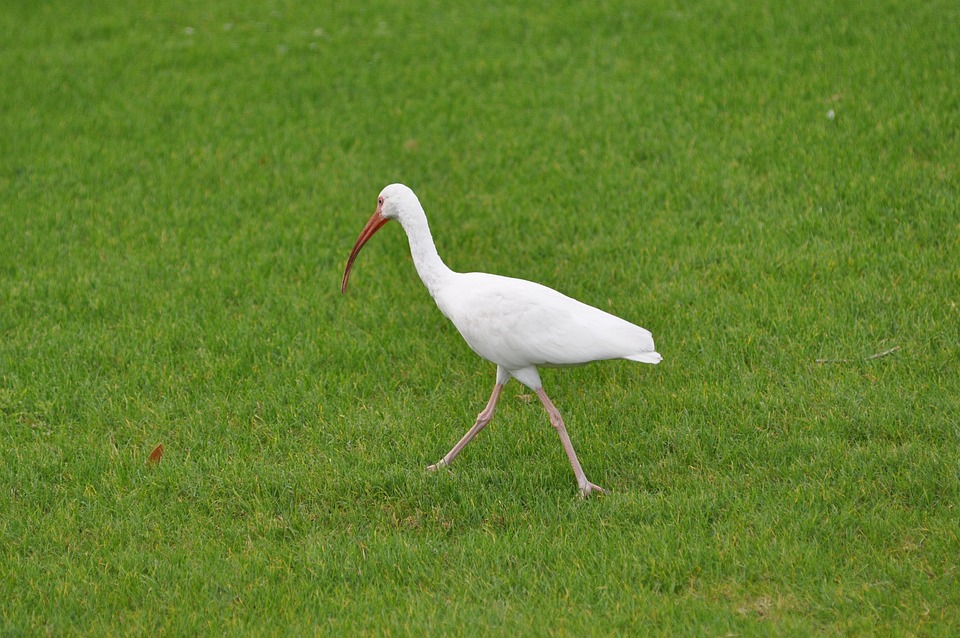 Bird Nature - Free photo on Pixabay