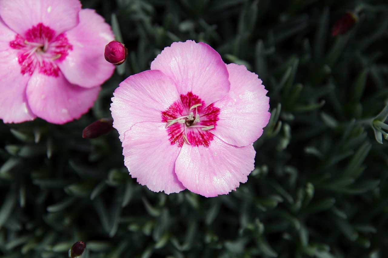 60,000+ Free Bus Flower & Bus Images - Pixabay
