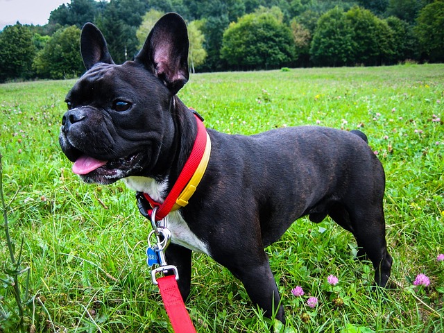 Buldog Francés Perro - Foto gratis en Pixabay - Pixabay