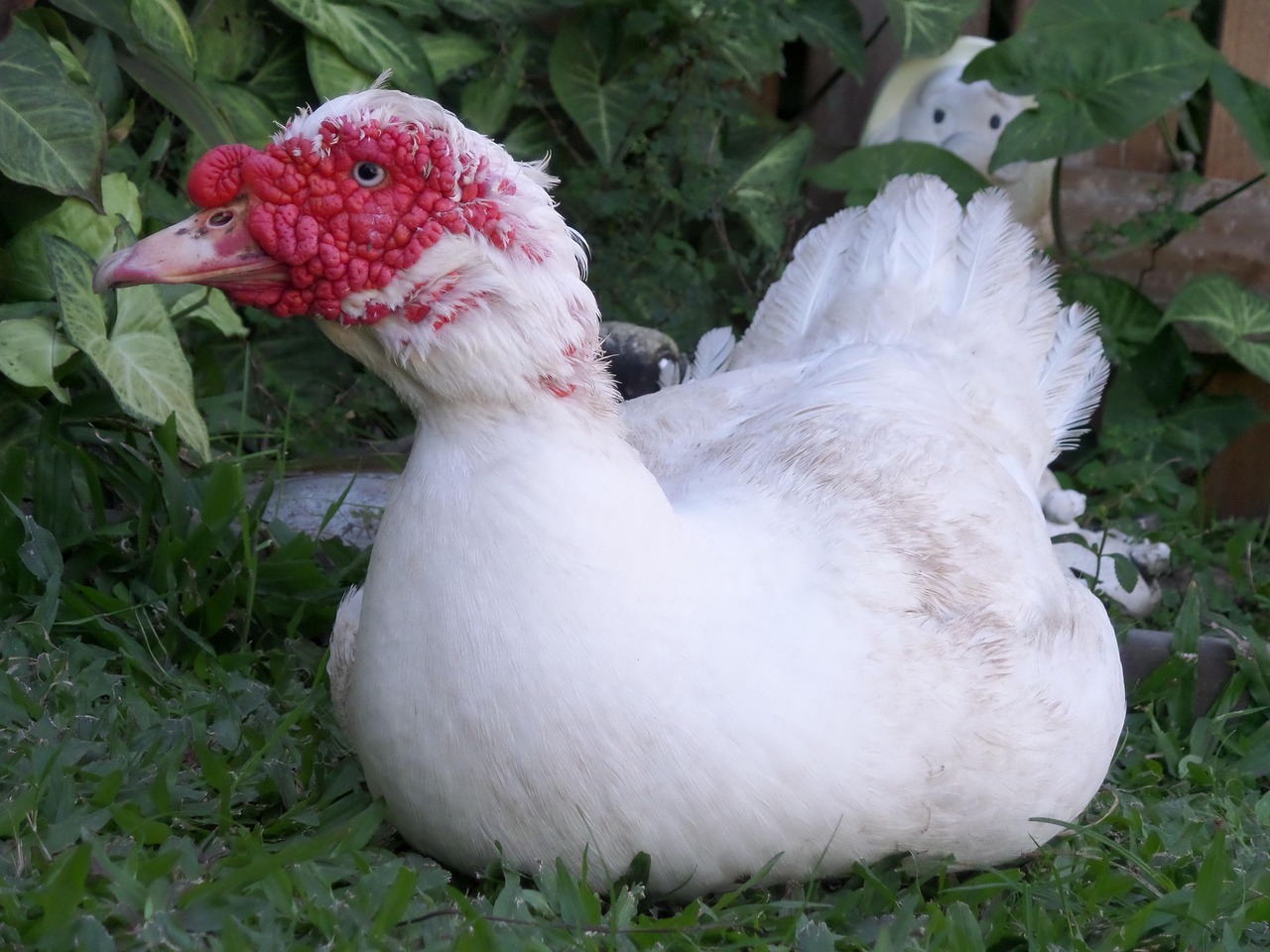 Grubby Duck Beautiful Soul - Free photo on Pixabay - Pixabay
