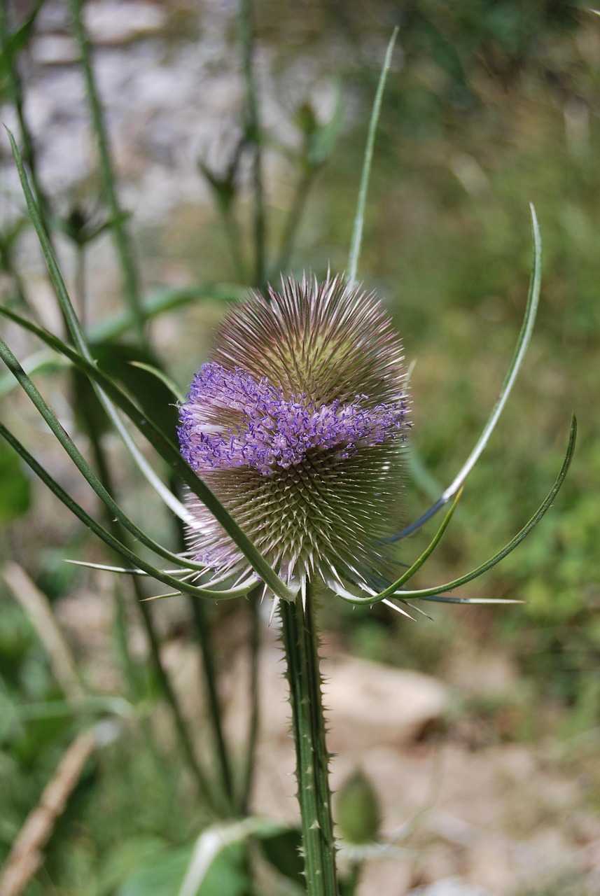 La Nature Plante Chardon - Photo gratuite sur Pixabay - Pixabay