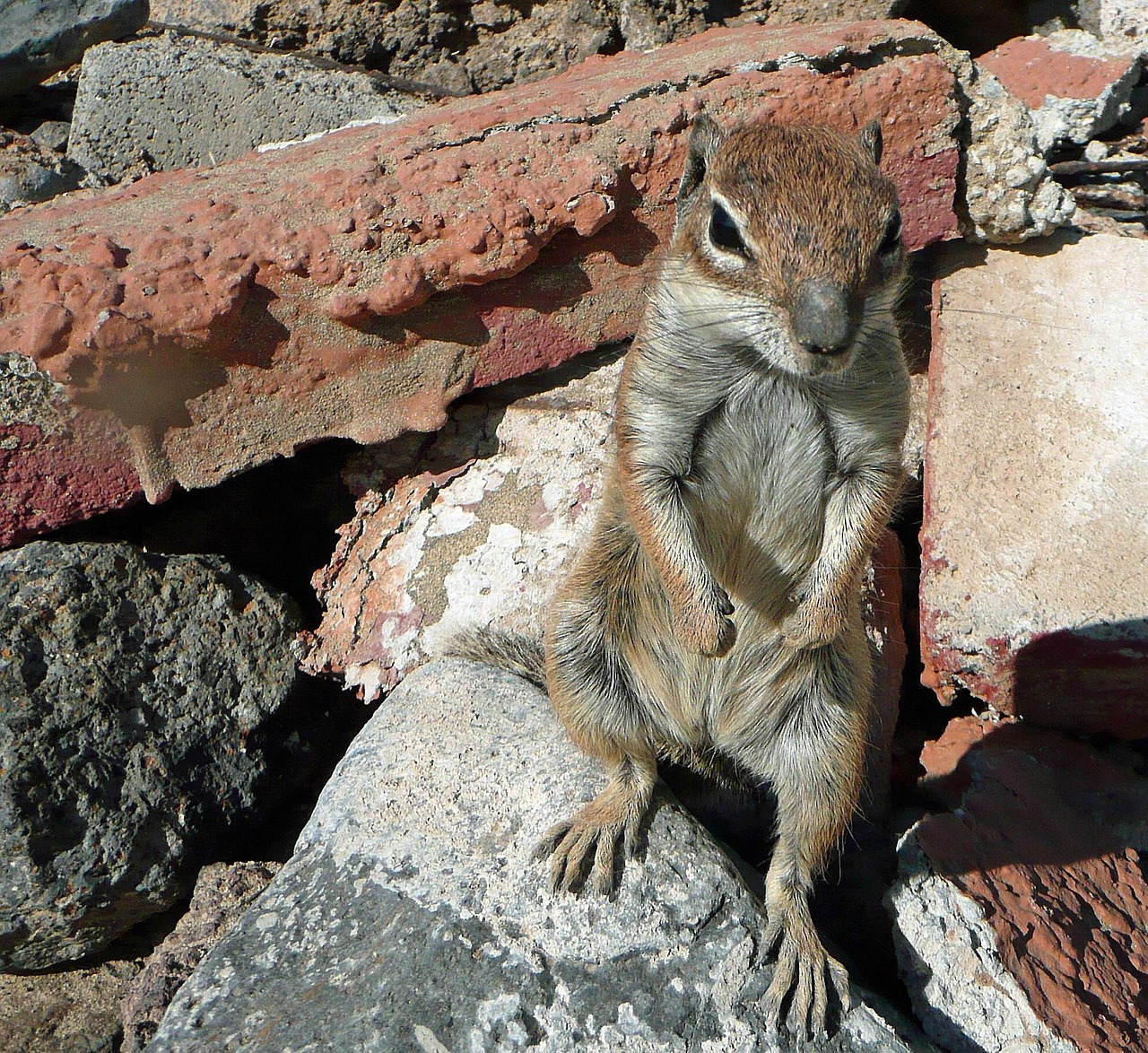 Atlas Squirrel Fuerteventura Beach - Free photo on Pixabay - Pixabay