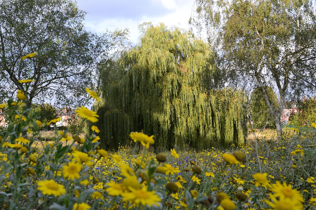 Szenisch Wiese Park - Kostenloses Foto auf Pixabay - Pixabay