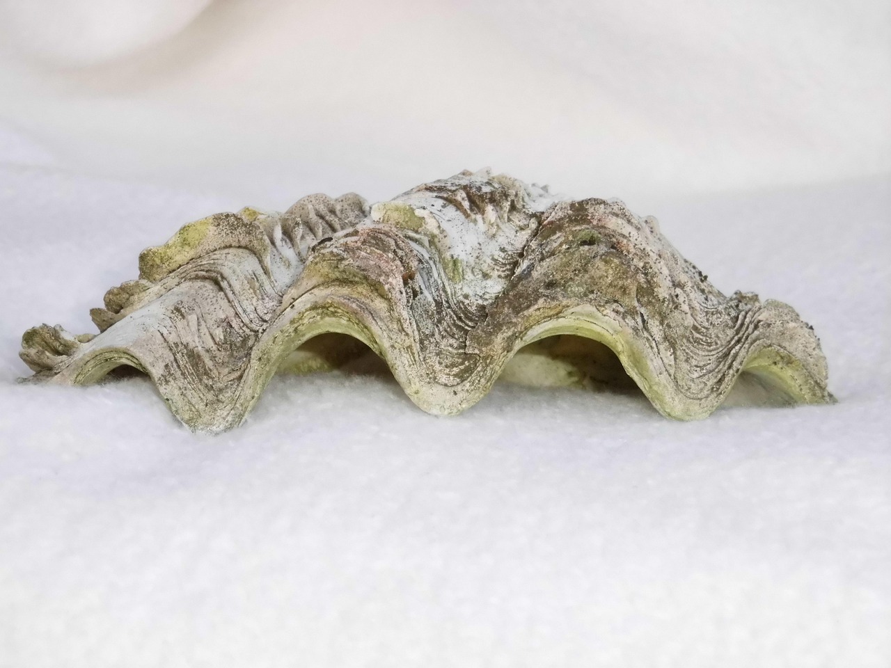 90+ Free Oyster Shell & Oyster Images - Pixabay