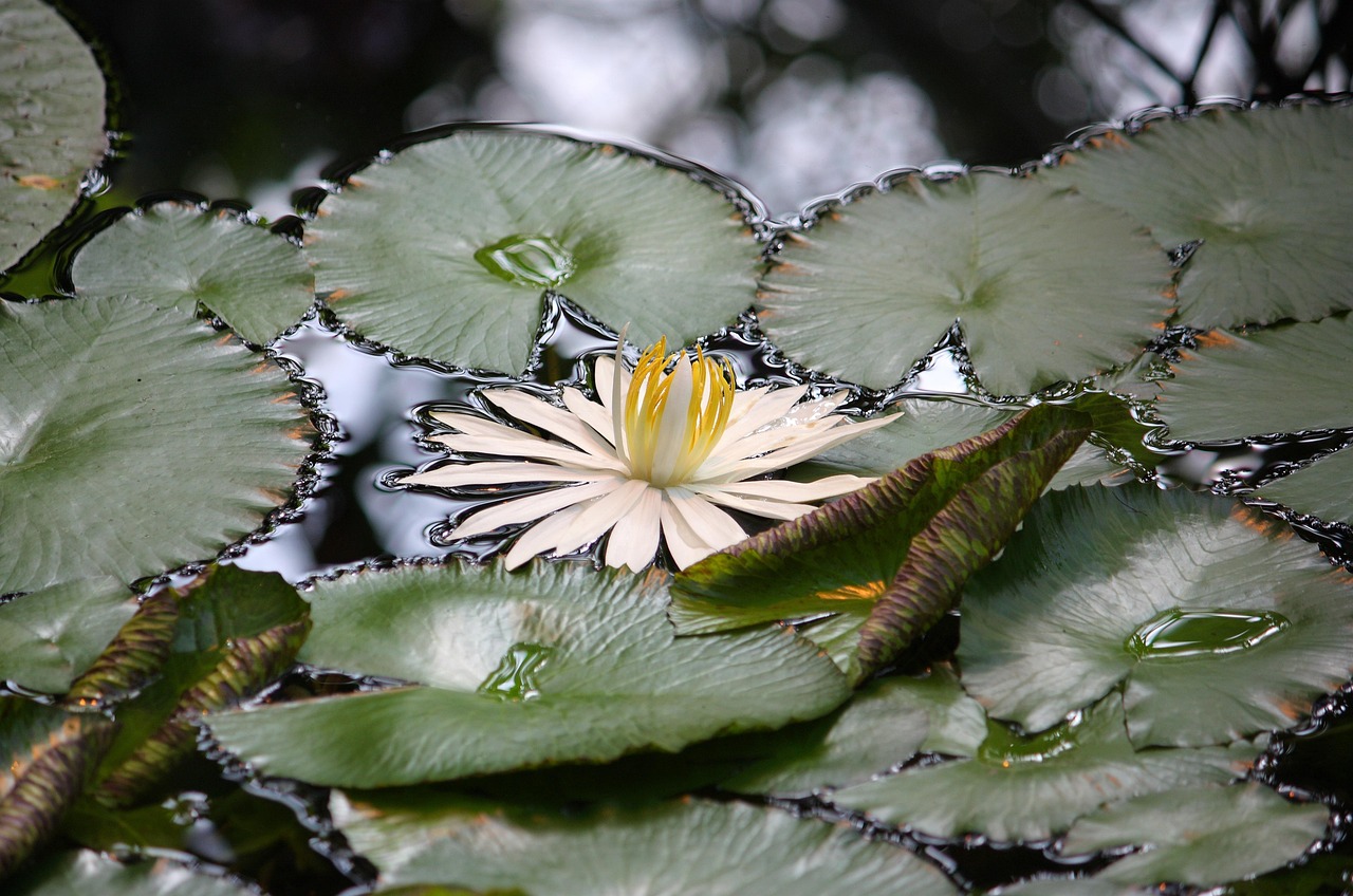 Water Lily The - Free photo on Pixabay - Pixabay