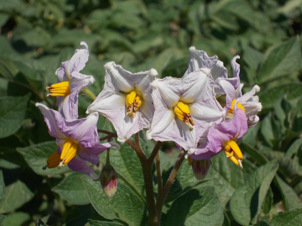 Flor Huerta Huerto - Foto gratis en Pixabay - Pixabay