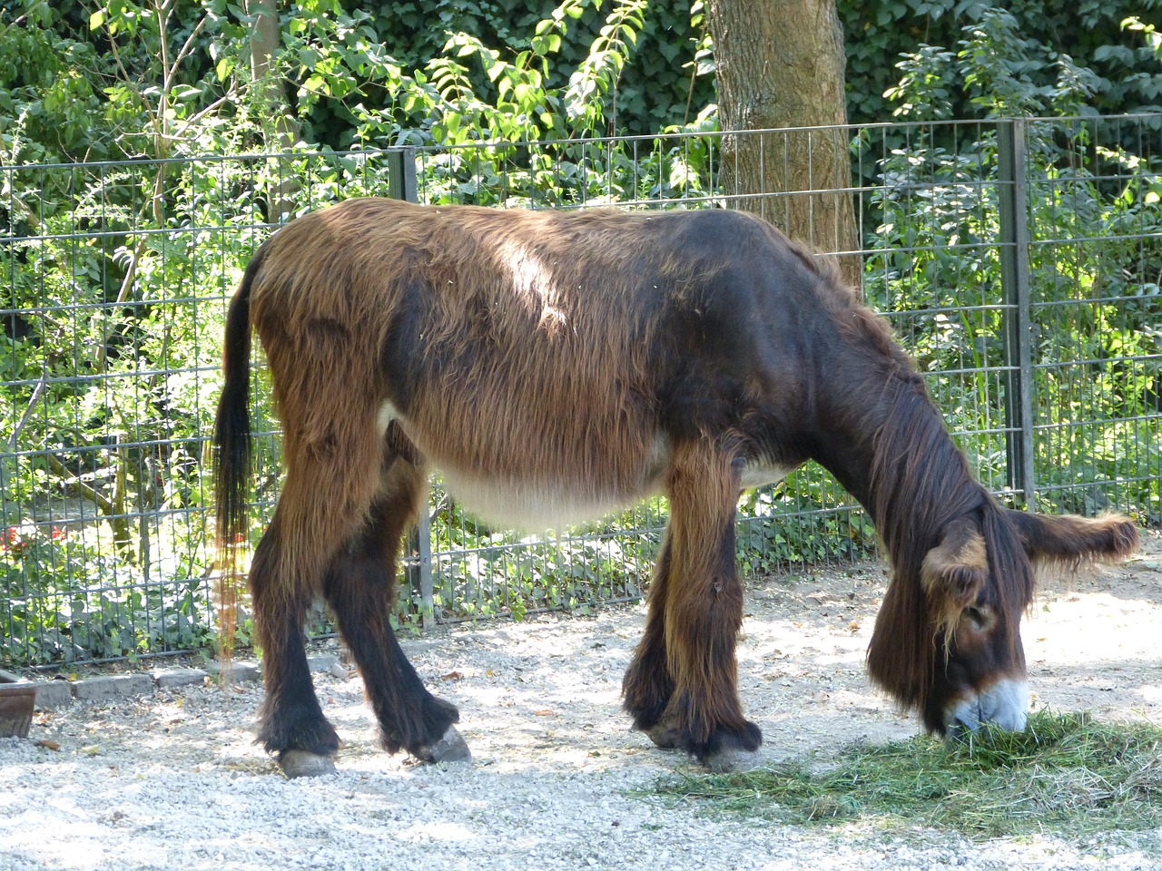 Zoo Donkey Ungulate - Free photo on Pixabay