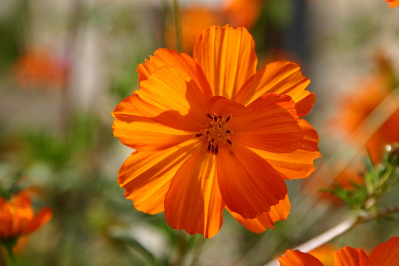 Flor Laranja Feliz - Foto gratuita no Pixabay - Pixabay