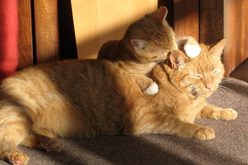 Plus de 60 images de Deux Chats et de Deux - Pixabay