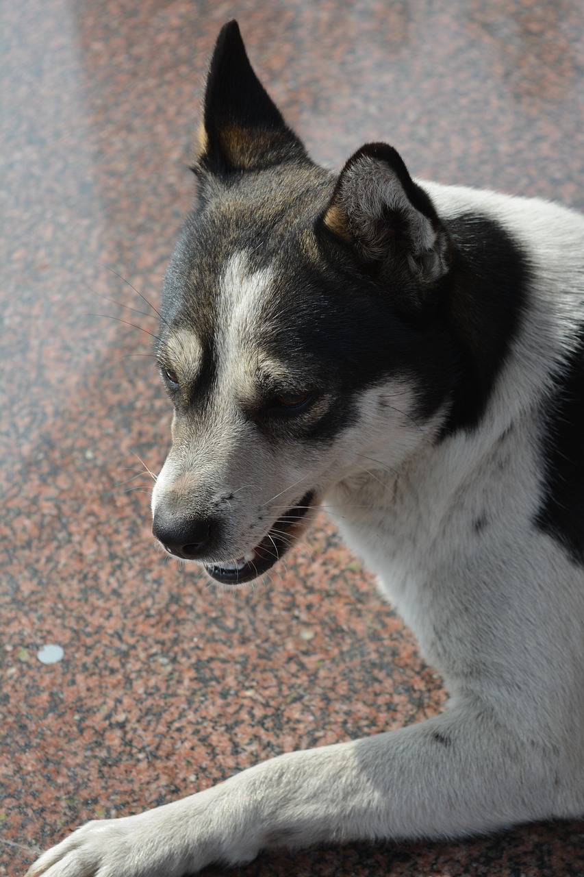 Chinese Rural Dog