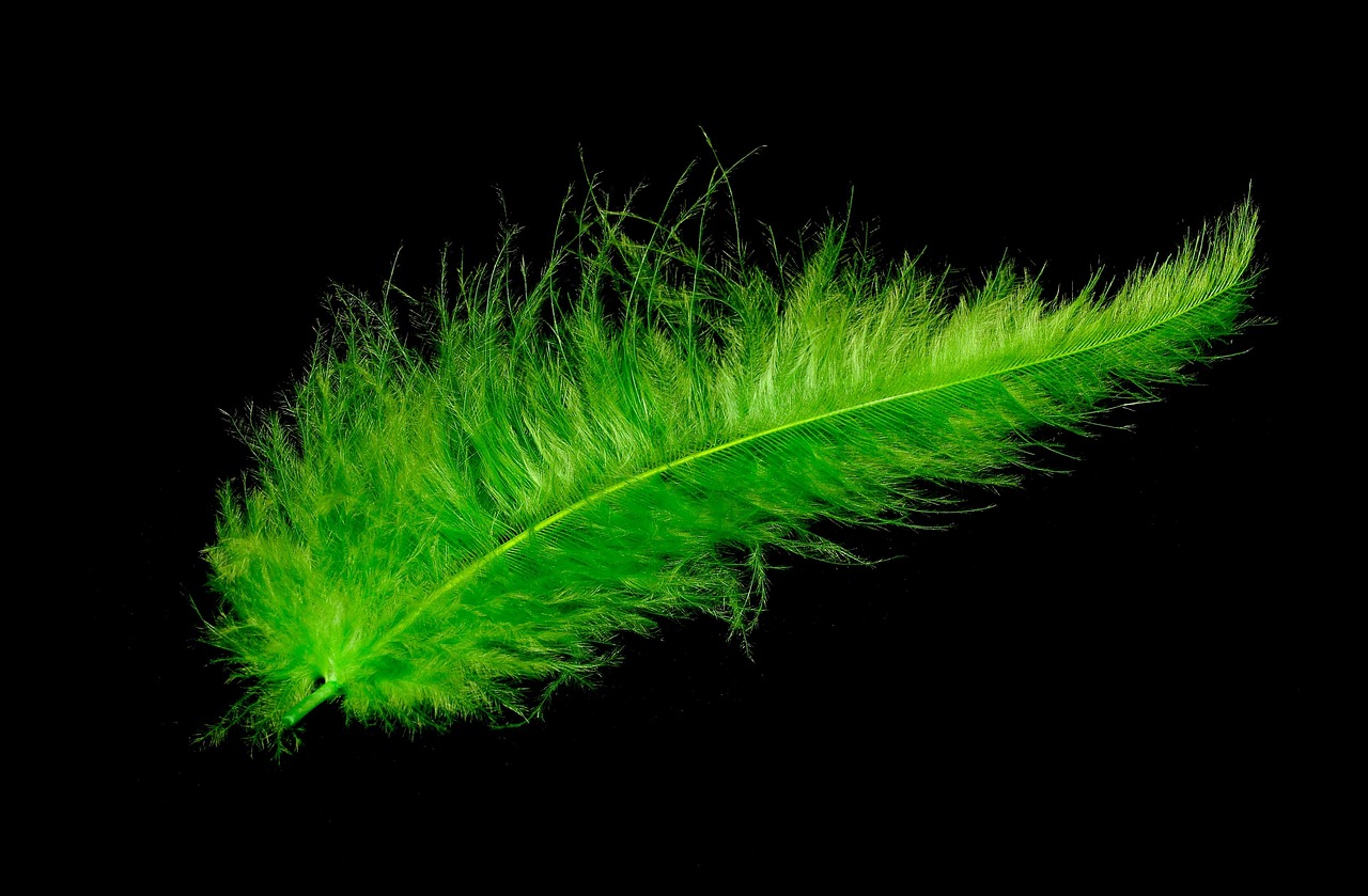 Fields Bird Feather Animal - Free photo on Pixabay