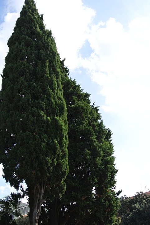 Tree Tuscany Italy - Free photo on Pixabay - Pixabay
