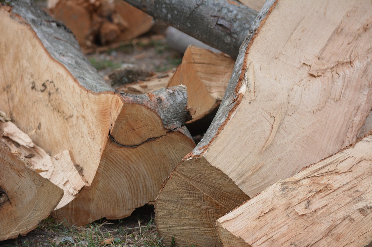 Wood Trunks Of - Free photo on Pixabay