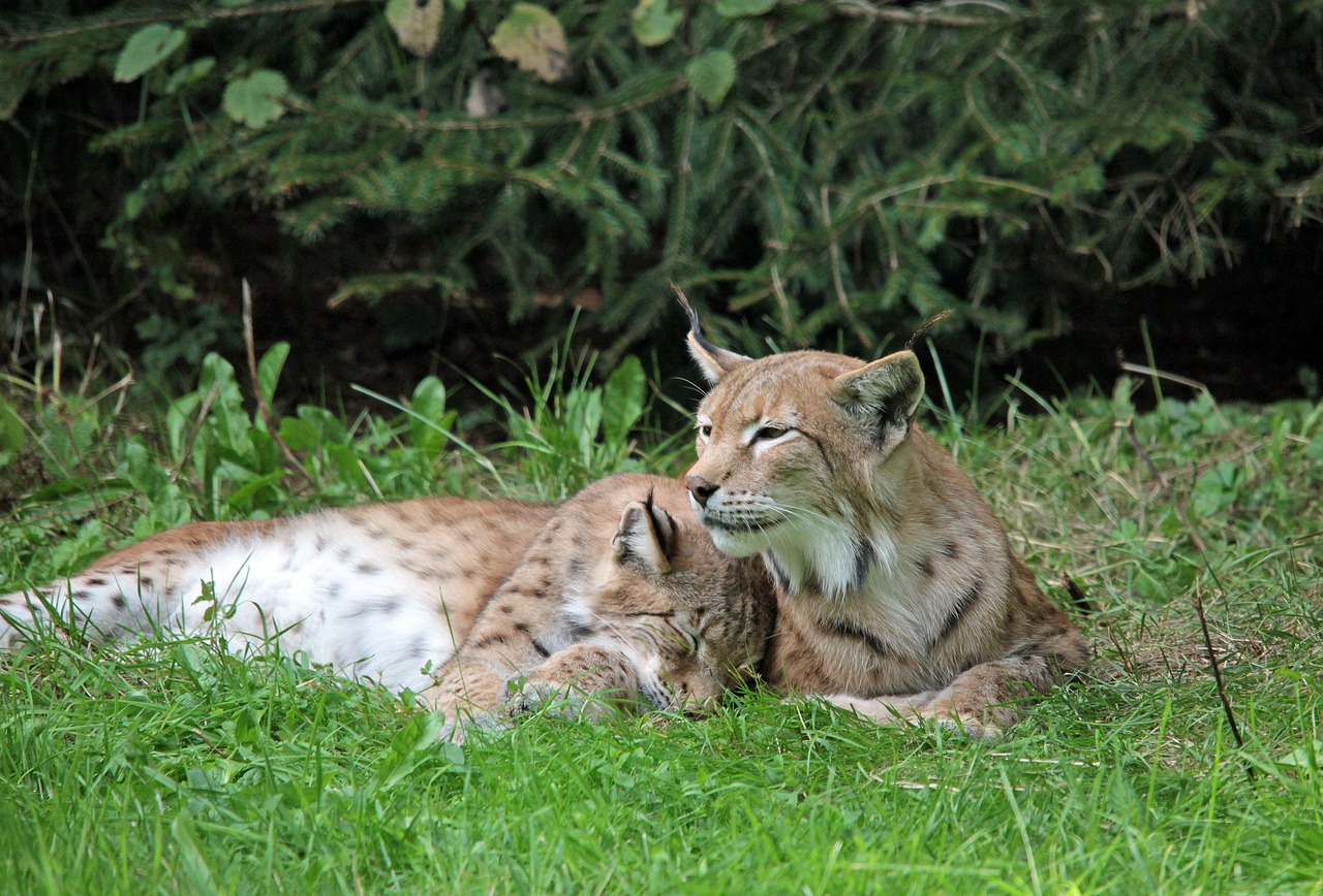 Lynx Young Animal Doze - Free photo on Pixabay