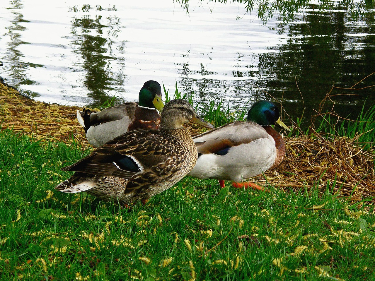Naturaleza Animales Patos El - Foto gratis en Pixabay - Pixabay