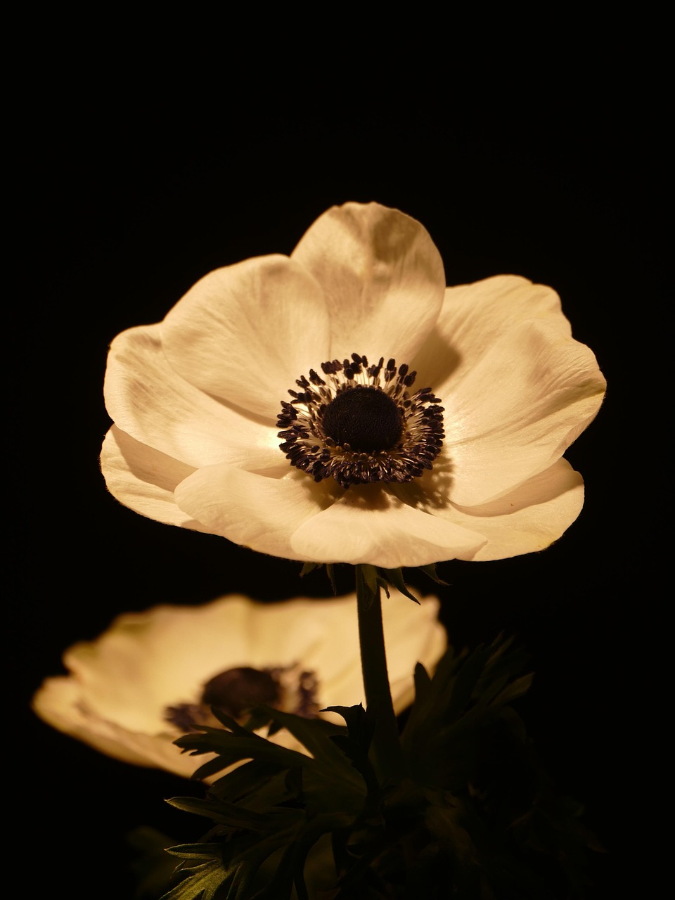 Anemone Flower - Free photo on Pixabay