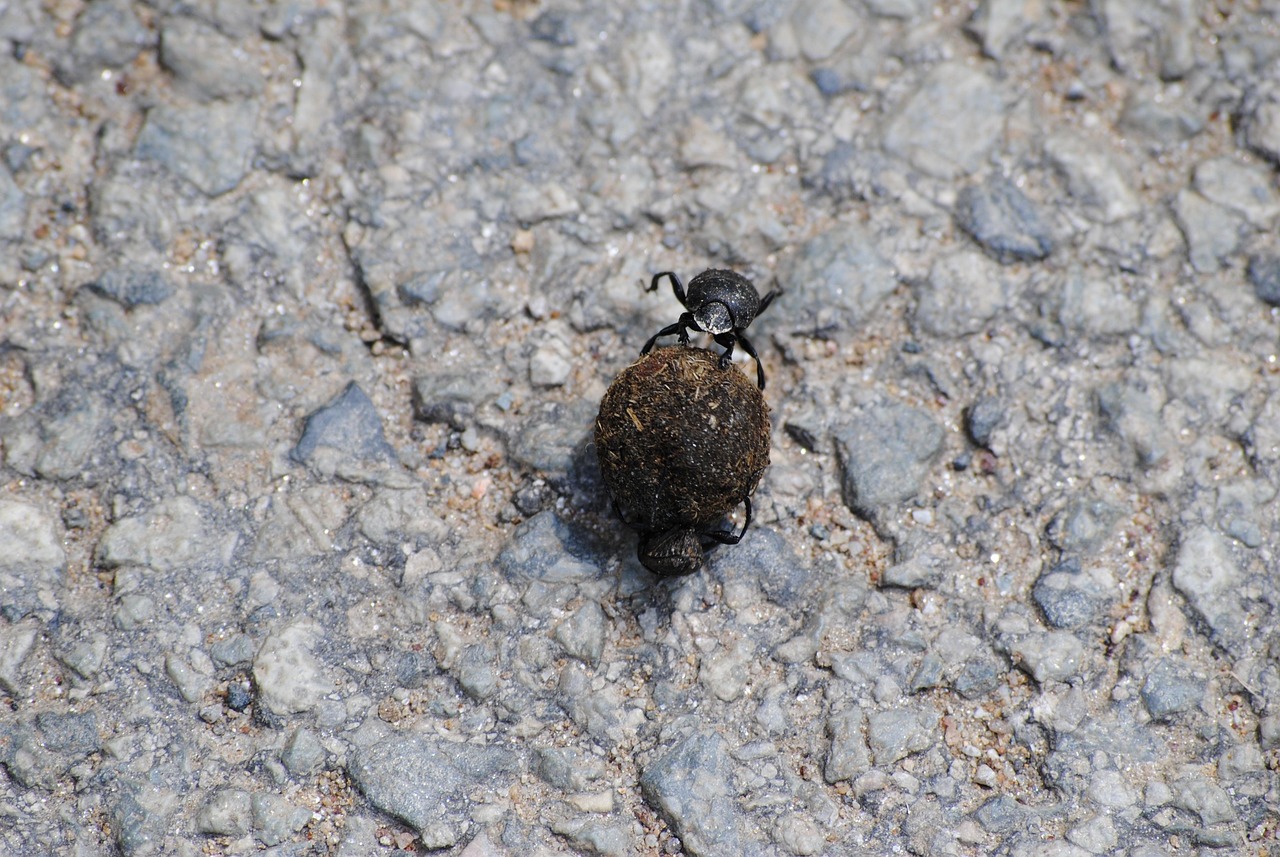 Dung Beetle Nature - Free photo on Pixabay - Pixabay