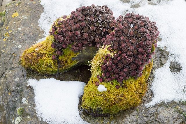 Moss Shoes - Free photo on Pixabay - Pixabay