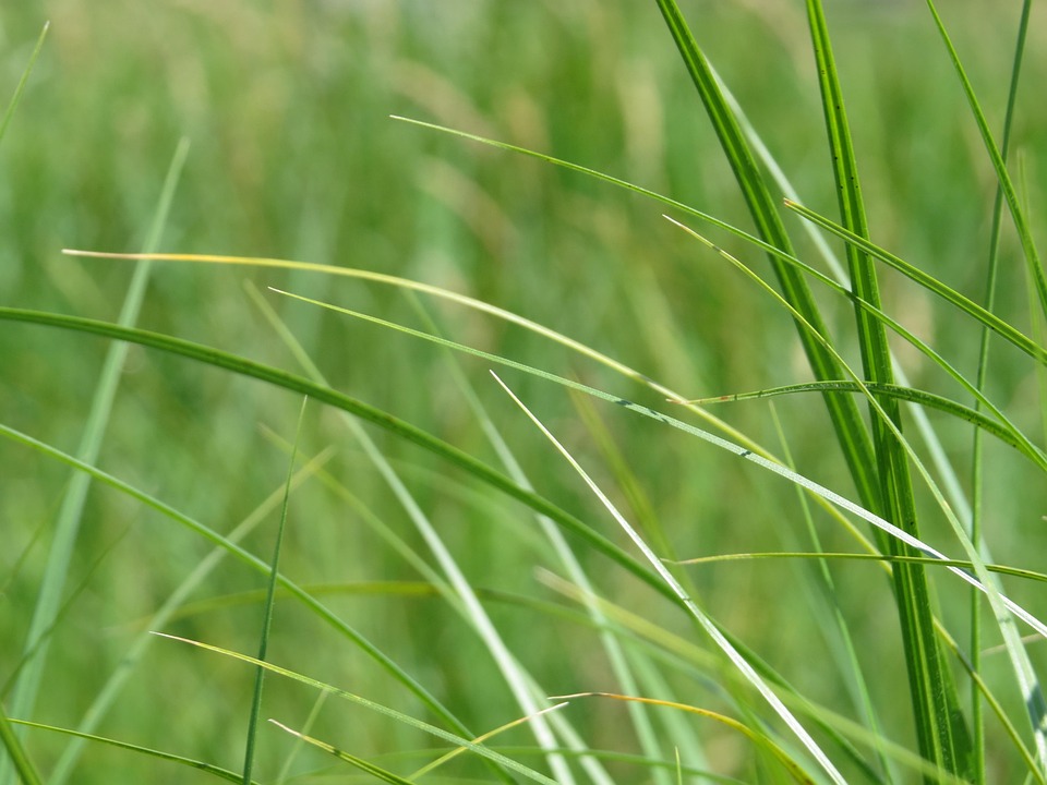 Grass Blade Of Green - Free photo on Pixabay
